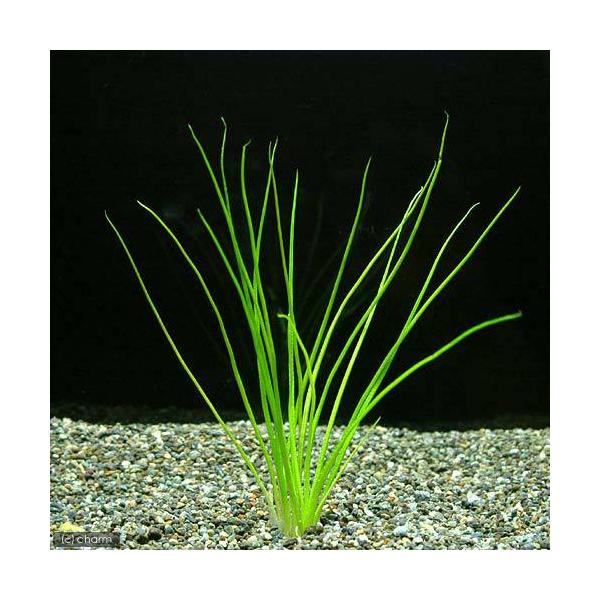 _aqua　_gardening　金魚・メダカ　ビオトープ　ウォーターガーデン　水辺植物　水生植物　ガーデニング　その他水辺植物　all_plant　ミズニラ　植物　植物生体　ガーデニング生体　育て方　育成方法　栽培方法　抽水植物　沈水植物...