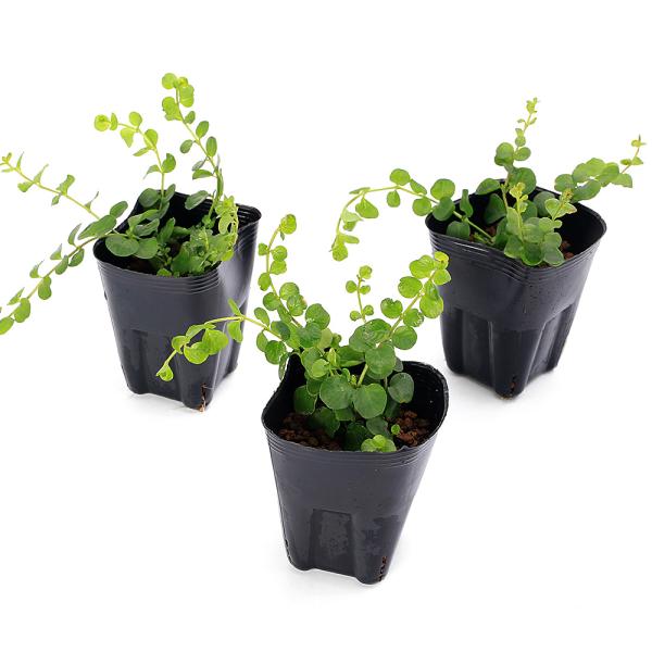 _gardening　ビオトープ　ガーデニング　水辺植物　その他水辺植物　育て方　育成方法　栽培方法　湿生植物　水草　抽水植物　沈水植物　アクアリウム　産卵床　メダカ　産卵　隠れ家　小型　リシマキア　Ｐｒｉｍｕｌａｃｅａｅ　Ｌｙｓｉｍａｃｈ...