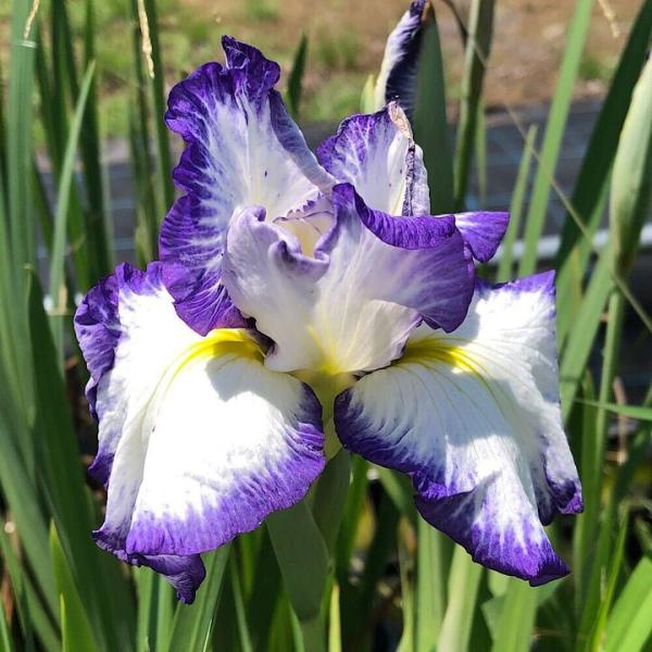 金魚・メダカ　_aqua　_gardening　ビオトープ　水辺植物　水生植物　ayame　ガーデニング　その他水辺植物　花菖蒲　all_plants　sp_gardenその他ビオ　20110406　水辺0406　muryotassei_6...