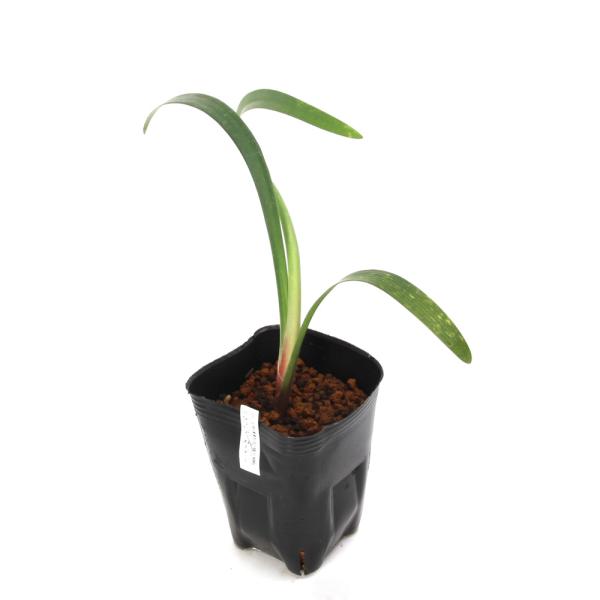 （観葉植物）　観葉植物　ガーデニング　花　苗　クンシラン　君子蘭　育て方　育成方法　栽培方法　opa2_delete　クリビア属　Ｃｌｉｖｉａ　robusta　ヒガンバナ科　クンシラン属　AISHI　ｙ25ｍ03　20250316　2025...
