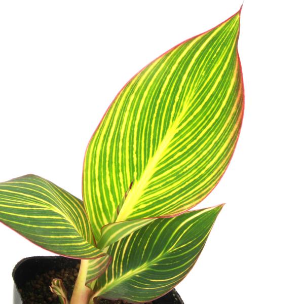 all_plants　_aqua　_gardening　ビオトープ　水辺植物　水生植物　湿生植物　観葉植物　ガーデニング　植物　植物生体　ガーデニング生体　育て方　育成方法　栽培方法　花　花苗　花物　花壇　花壇苗　カラーリーフ　カンナ　水カ...