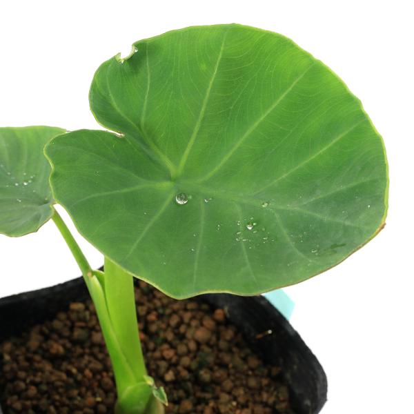 _gardening　水辺植物　水生植物　湿性植物　ガーデニング　ウォーターガーデニング　その他水辺植物　all_plants　20170827　NO　育て方　育成方法　栽培方法　サトイモ　Colocasia esculenta　ずいき　芋...