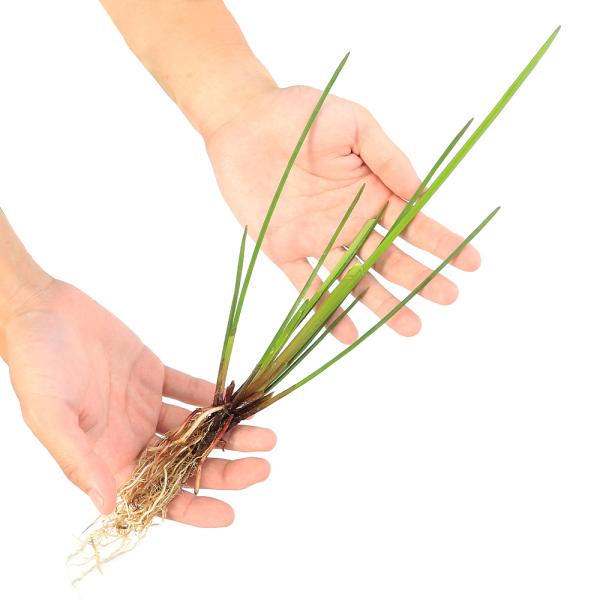 ビオトープ　ウォーターガーデン　水辺植物　水生植物　オーナメンタルグラス　線形状　ガーデニング　水辺植物　その他水辺植物　all_plants　育て方　育成方法　栽培方法　AISHI　ｙ25ｍ06　20250617　2025tuuki　El...