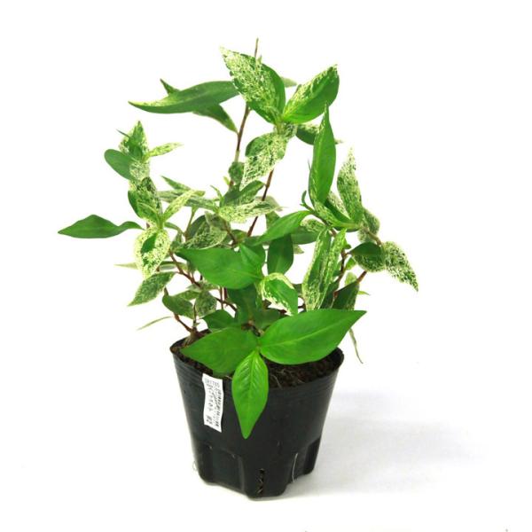 _aqua　_gardening　金魚・メダカ　水辺植物　水生植物　有茎種　その他水辺植物　ガーデニング　ビオトープ　植物　植物生体　ガーデニング生体　育て方　育成方法　栽培方法　湿性植物　Persicaria longiseta　アカマン...