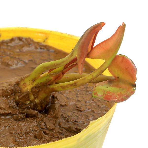 _aqua　ビオトープ　ガーデニング　水辺植物 all_plants　_gardening　植物　植物生体　ガーデニング生体　育て方　育成方法　栽培方法　カワホネ　カワバス　センコツ　スイレン科　Ｎｙｍｐｈａｅａｃｅａｅ　コウホネ属　Ｎｕｐ...