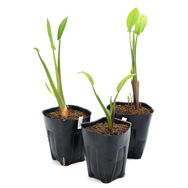 _gardening　水辺植物　水生植物　湿性植物　ガーデニング　ウォーターガーデニング　その他水辺植物　all_plants　育て方　育成方法　栽培方法　Peltandra　virginica　アローアルム　ARROW　ARUM　アローア...