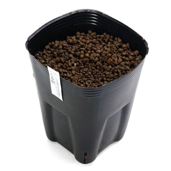 _aqua　_gardening　金魚・メダカ　ビオトープ　水辺植物　水生植物　ayame　ガーデニング　その他水辺植物　花菖蒲　all_plants　植物　植物生体　ガーデニング生体　育て方　育成方法　栽培方法　菖蒲の花　AISHI　ｙ2...