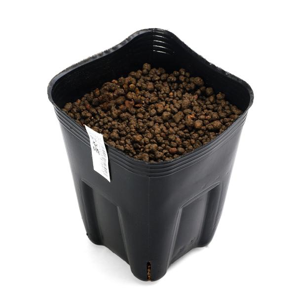 _aqua　_gardening　金魚・メダカ　ビオトープ　水辺植物　水生植物　ayame　ガーデニング　その他水辺植物　花菖蒲　all_plants　植物　植物生体　ガーデニング生体　育て方　育成方法　栽培方法　039_list　菖蒲の花...