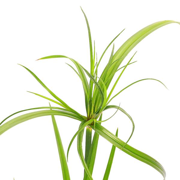 金魚・メダカ　_aqua　_gardening　ビオトープ　ウォーターガーデン　水辺植物　水生植物　オーナメンタルグラス　線形状　ガーデニング　水辺植物all_plants　　植物　植物生体　ガーデニング生体　育て方　育成方法　栽培方法　湿...