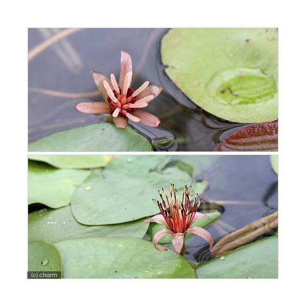 金魚・メダカ　_aqua　_gardening　水辺植物　水生植物　浮葉植物　ガーデニング　その他水辺植物　all_plants　20110601　水辺0601　bio_130715　植物　植物生体　ガーデニング生体　育て方　育成方法　栽培...