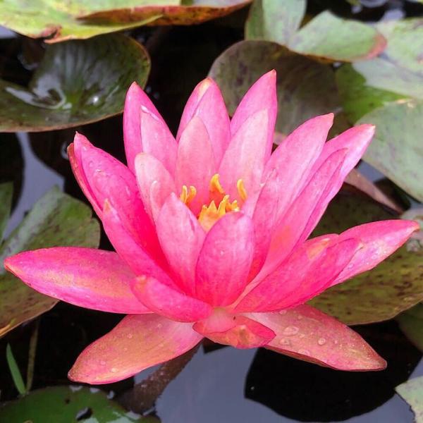 スイレン　睡蓮　栽培　育て方　ビオトープ　温帯性スイレン　ガーデニング　水辺植物　all_plants　20110202　ontaiseisuiren　温帯性睡蓮シリーズ　ontaisei_suiren0805　植物　植物生体　ガーデニング...