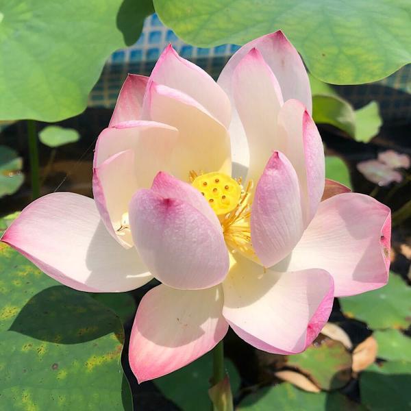 ビオトープ　ガーデニング　水辺植物　ハス　all_plants　植物　植物生体　ガーデニング生体　育て方　育成方法　栽培方法　AISHI　y26m07　20260713　2026tuuki