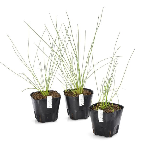 金魚・メダカ　_aqua　_gardening　ビオトープ　ウォーターガーデン　水辺植物　水生植物　オーナメンタルグラス　線形状　ガーデニング　水辺植物all_plants　植物　植物生体　ガーデニング生体　育て方　育成方法　栽培方法　湿性...