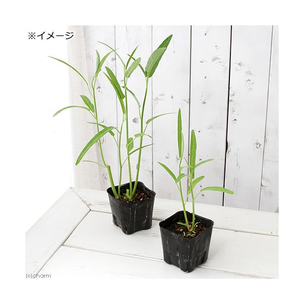 _kame　_aqua　_hachu　_gardening　金魚・メダカ　ビオトープ　水辺植物　水生植物　ガーデニング　水辺植物　all_plants　クウシンサイ　空心菜　空芯菜　蓊菜　Ipomoea　aquatica　エンサイ　エンツァ...