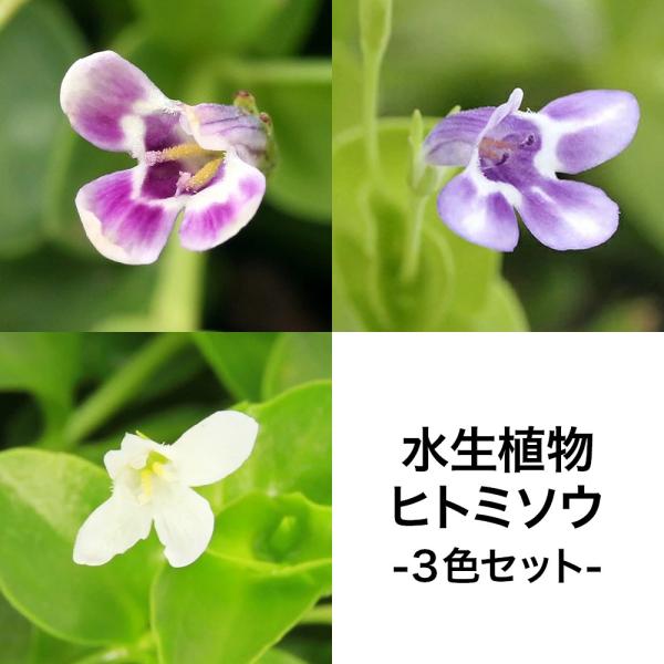 メーカー：■ _aqua　_gardening　ビオトープ　水辺植物　水生植物　湿性植物　ガーデニング　ウォーターガーデニング　バタフライガーデン　花苗　メダカ向き水草　初心者向け　初心者セット　セット　初心者　ビギナー　植物　植物生体　ガ...