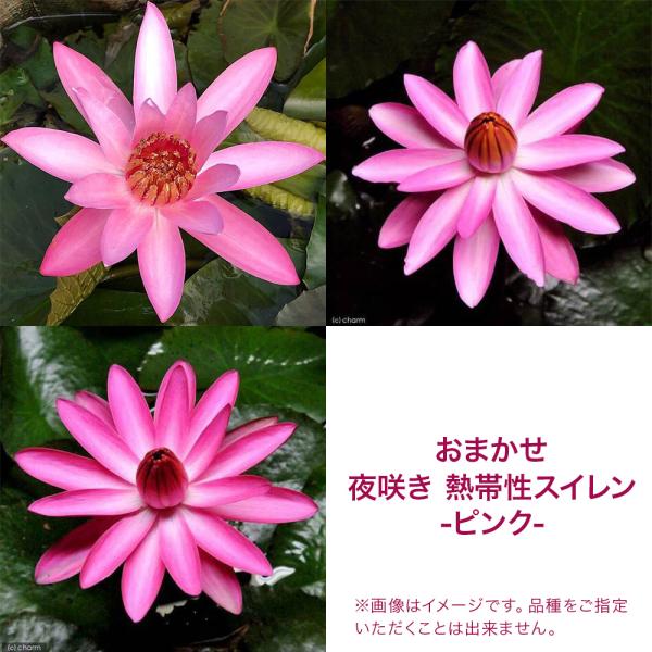 スイレン　睡蓮　栽培　育て方　_aqua　_gardening　ビオトープ　熱帯性スイレン　ガーデニング　水辺植物　ピンク　夜咲き　all_plants　nettaipoint　熱帯性睡蓮シリーズ　night_nettai_suiren　植...