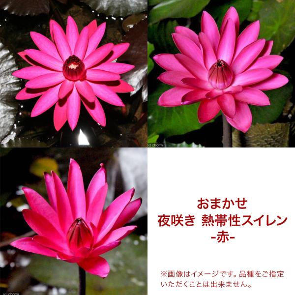 スイレン　睡蓮　栽培　育て方　_aqua　_gardening　ビオトープ　熱帯性スイレン　ガーデニング　水辺植物　ピンク　夜咲き　all_plants　熱帯性２４年度　熱帯性睡蓮シリーズ　night_nettai_suiren　植物　植物...