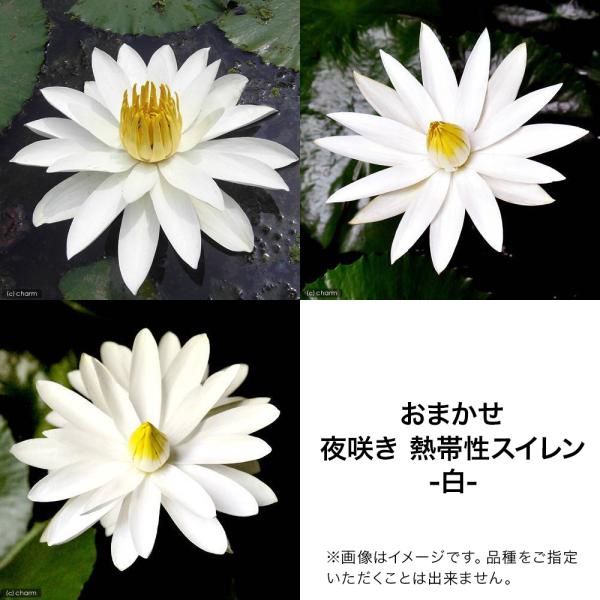 スイレン　睡蓮　栽培　育て方　_aqua　_gardening　ビオトープ　熱帯性スイレン　ガーデニング　水辺植物　ピンク　夜咲き　all_plants　熱帯性２４年度　熱帯性睡蓮シリーズ　night_nettai_suiren　植物　植物...