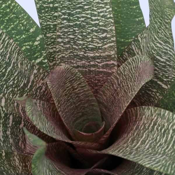 観葉植物　園芸　ガーデニング　ビバリウム　アクアテラリウム　パルダリウム　両爬向き植物　壺　柄　レア　希少　アナナス　パイナップル科　ブロメリア　タンクブロメリア　着生植物　フリーセア　アイスグァバ　Ｖｒｉｅｓｅａ　Ｉｃｅ　Ｇｕａｖａ　ブロ...