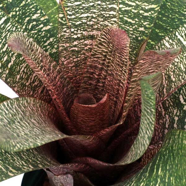 観葉植物　園芸　ガーデニング　ビバリウム　アクアテラリウム　パルダリウム　両爬向き植物　壺　柄　レア　希少　アナナス　パイナップル科　ブロメリア　タンクブロメリア　着生植物　フリーセア　アイスグァバ　Ｖｒｉｅｓｅａ　Ｉｃｅ　Ｇｕａｖａ　ブロ...