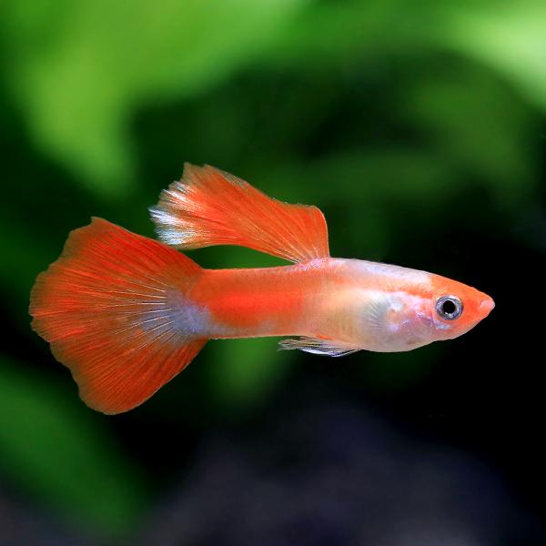 PF_SPQ　_aqua　熱帯魚・エビ他　グッピー　系統で選ぶ　ゴールデン系　ゴールデン丹頂・グッピー　国産ブリード　１ペア　kokusan_guppy　20260903　YY　y26m09