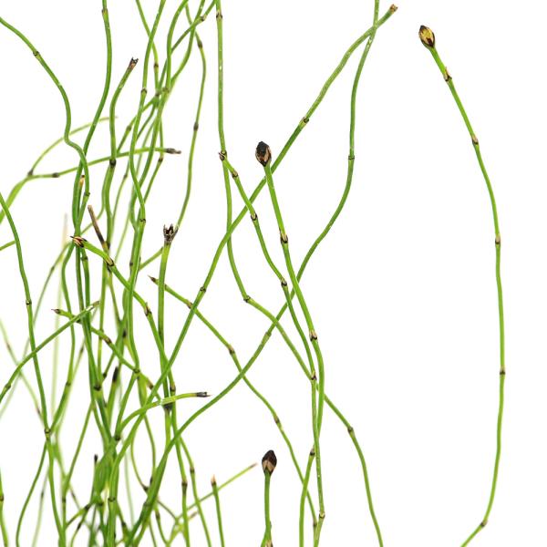 水辺植物　水生植物　ガーデニング　水辺植物　その他水辺植物　all_plants　育て方　育成方法　栽培方法　トクサ　木賊　砥草　姫砥草　姫木賊　千島姫トクサ　チシマヒメトクサ　チシマヒメドクサ　AISHI　ｙ26ｍ09　20260926　...
