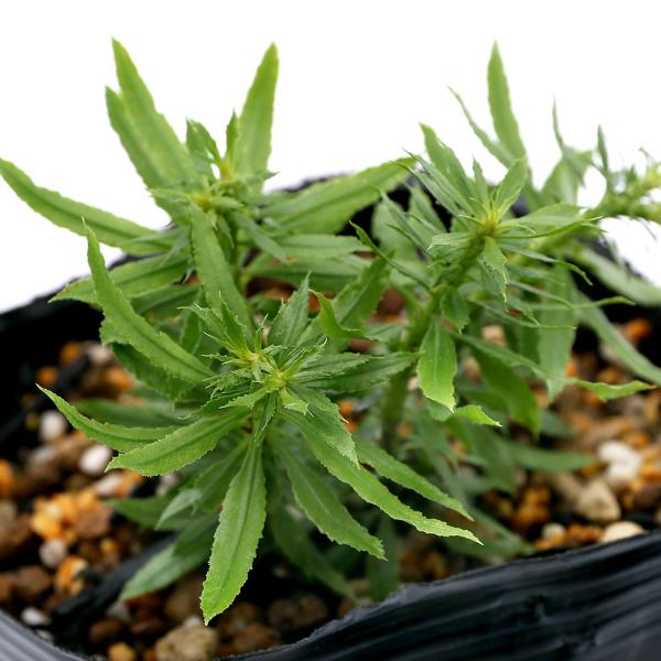 _gardening　_hachu　_kame　ガーデニング　山野草　観葉植物　ビバリウム　アクアテラリウム　パルダリウム　水草　着生シダ　Huperzia　serrata　植物　植物生体　ガーデニング生体　育て方　育成方法　栽培方法　トウ...