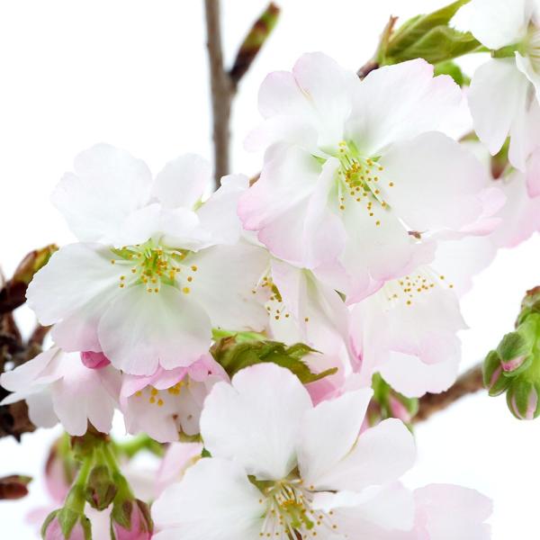kotenplant　観葉植物　ガーデニング　園芸　山野草　花木　桜　さくら　ナンデンサクラ　盆栽　20120621　ＴＳ　spring_plants　植物　植物生体　ガーデニング生体　育て方　育成方法　栽培方法　樹木　庭木　2018_sa...