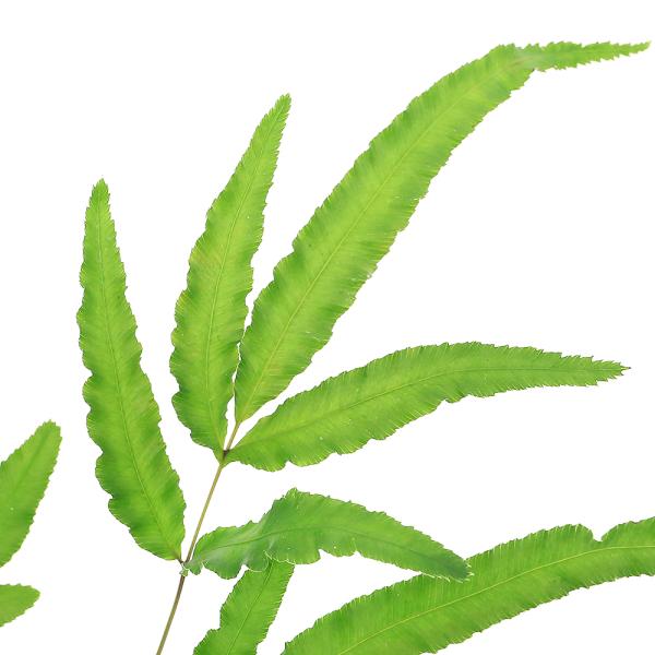 paludariumplants　パルダリウム　テラリウム　_kame　_gardening　観葉植物　園芸　ガーデニング　ビバリウム　アクアテラリウム　水草　シダ　Ｐｔｅｒｉｓ　ｎｉｐｐｏｎｉｃａ　プテリス　半片旗　育て方　育成方法　栽培...