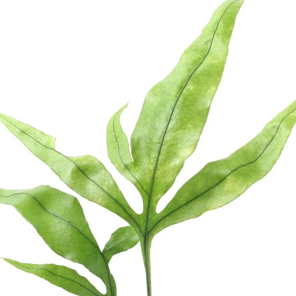 paludariumplants　パルダリウム　テラリウム　_kame　_gardening　観葉植物　園芸　ガーデニング　ビバリウム　アクアテラリウム　シダ　育て方　育成方法　栽培方法　常緑性　多年性　多年草　羊歯植物　シダ植物　ヒトツバ...