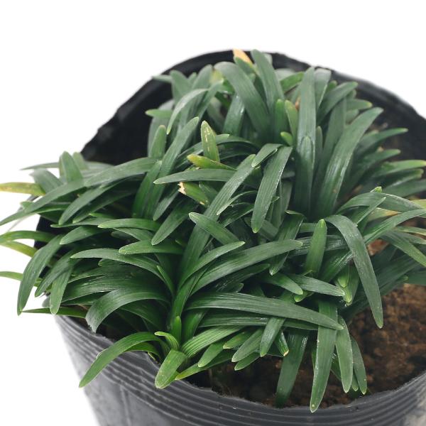 _gardening　ガーデニング　山野草　テラリウム　ビバリウム　アクアテラリウム　盆栽　小型　植物　植物生体　ガーデニング生体　育て方　育成方法　栽培方法　グランドカバー　グラウンドカバー　福玉龍　福玉竜　フクギョクリュウ　ふくぎょりゅ...