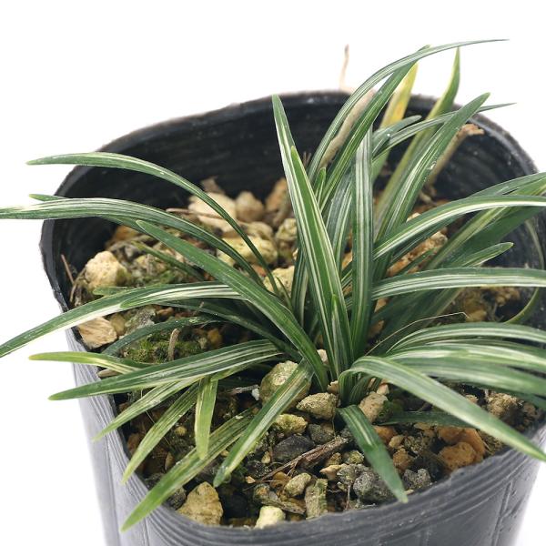 _gardening　ガーデニング　山野草　テラリウム　ビバリウム　アクアテラリウム　盆栽　小型　植物　植物生体　ガーデニング生体　育て方　育成方法　栽培方法　グランドカバー　グラウンドカバー　福玉龍　福玉竜　フクギョクリュウ　ふくぎょりゅ...