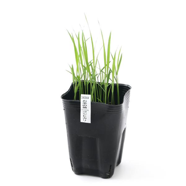 _gardening　ガーデニング　稲　イネ　コメ　米　お米　イネ苗　イネトープ　ビオトープ　稲作　育て方　育成方法　栽培方法　水辺植物　苗　イネ科　イネ属　ライス　自由研究　観察　越し光　越光　コシヒカリ　2021zenk　y21m05　...
