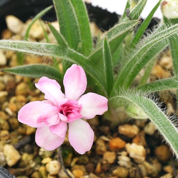 _gardening　ガーデニング　花　苗　アッツザクラ　Ｒｈｏｄｏｈｙｐｏｘｉｓ　ｂａｕｒｉｉ　ロードヒポキシス　アッツ桜　helseig87　育て方　育成方法　栽培方法　bnr_hrgmgr　口紅咲　コキンバイザサ科　ロードヒポキシス属...