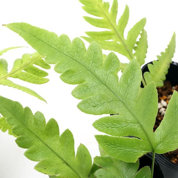 山野草　観葉植物　園芸　ガーデニング　ビバリウム　アクアテラリウム　パルダリウム　水草　着生シダ　しだ　常緑性　植物生体　ガーデニング生体　育て方　育成方法　栽培方法　シダ植物　檜羊歯　葉物　シシガシラ科　コモチシダ属　Ｗｏｏｄｗａｒｄｉａ...