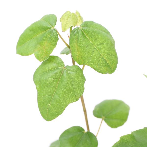 kotenplant　ガーデニング　all_plants　観葉植物　育て方　育成方法　栽培方法　山野草　盆栽　落葉樹　紅葉　カエデ　楓　Ａｃｅｒ　ｂｕｅｒｇｅｒｉａｎｕｍ　ｓｕｂｓｐ．ｆｏｒｍｏｓａｎｕｍ　ムクロジ科　カエデ科　カエデ属　モ...