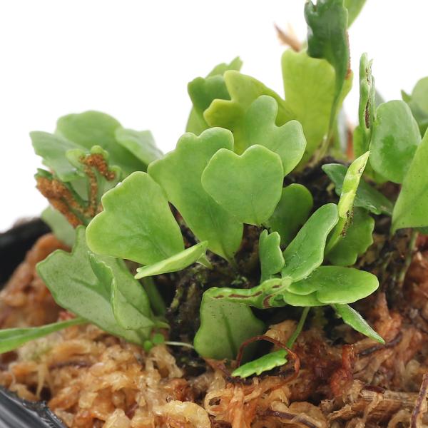 _hachu　ガーデニング　山野草　観葉植物　ビバリウム　アクアテラリウム　パルダリウム　着生シダ　Lemmaphyllum　microphyllum　_gardening　植物　植物生体　ガーデニング生体　育て方　育成方法　栽培方法　しだ...