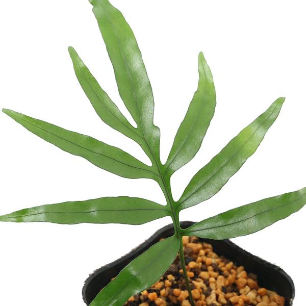 テラリウム　ビバリウム　アクアテラリウム　パルダリウム　all_plants　園芸　観葉植物　シダ植物　羊歯植物　着生シダ　大型シダ　しだ　羊歯　イワヒトデ　岩人手　岩海星　ウラボシ科　イワヒトデ属　Colysis　elliptica　20...