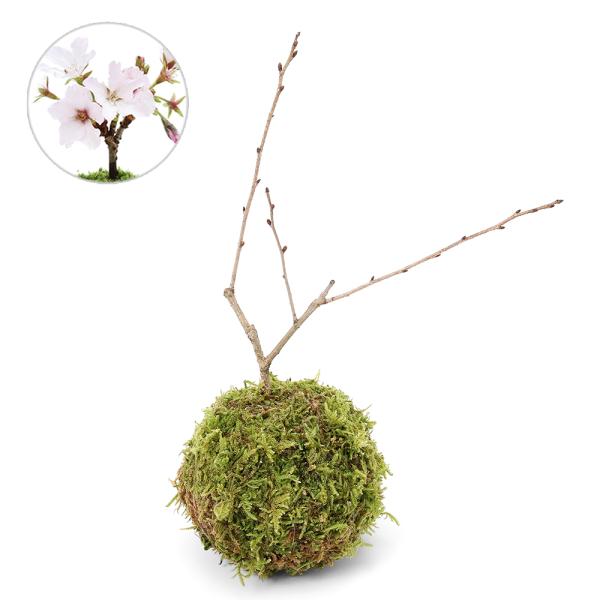 _gardening　_interior　ガーデニング　all_plants　花　苗　植物　植物生体　ガーデニング生体　育て方　育成方法　栽培方法　こけだま　こけ玉　20230721　2023kouki　ｙ23ｍ07　ＴＩ　桜　サクラ　さく...