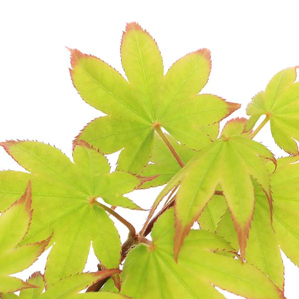 kotenplant　_gardening　観葉植物　苗　鉢植え　ポット　ガーデニング生体　育て方　育成方法　栽培方法　管理方法　植物　植物生体　植木　種類　剪定　園芸　山野草　樹木苗　モミジ　紅葉　苗木　カエデ　楓　盆栽　もみじの木　品種...