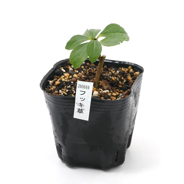 _gardening　ガーデニング　山野草　Ｐｓｃｈｙｓａｎｄｒａ　ｔｅｒｍｉｎａｌｉｓ　植物　植物生体　ガーデニング生体　育て方　育成方法　栽培方法　富貴草　フッキソウ　フウキソウ　トウダイグサ目　ツゲ科　フッキソウ属　吉祥草　吉日草　2...