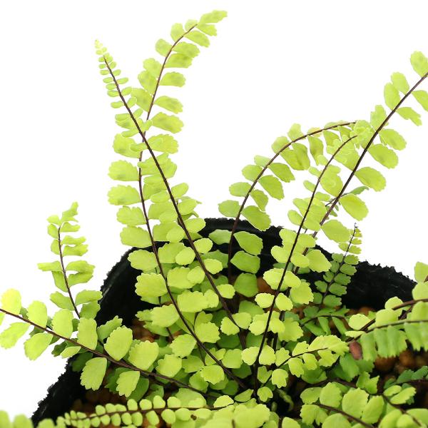 paludariumplants　パルダリウム　テラリウム　_gardening　観葉植物　園芸　草花盆栽　盆栽　下草　小型　ガーデニング　ビバリウム　アクアテラリウム　ロックガーデン　育て方　育成方法　栽培方法　チャセンシダ科　チャセンシ...