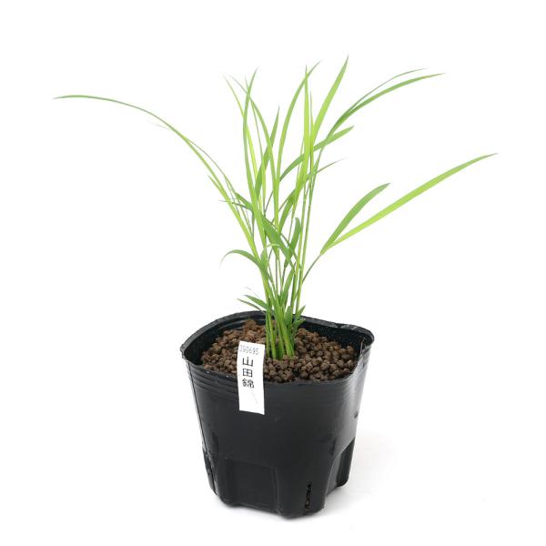 _gardening　ガーデニング　稲　イネ　コメ　米　お米　イネ苗　イネトープ　ビオトープ　稲作　育て方　育成方法　栽培方法　水辺植物　苗　イネ科　イネ属　ライス　自由研究　観察　お米の苗　米苗　酒造好適米　酒造米　山田錦　五百万石　やま...