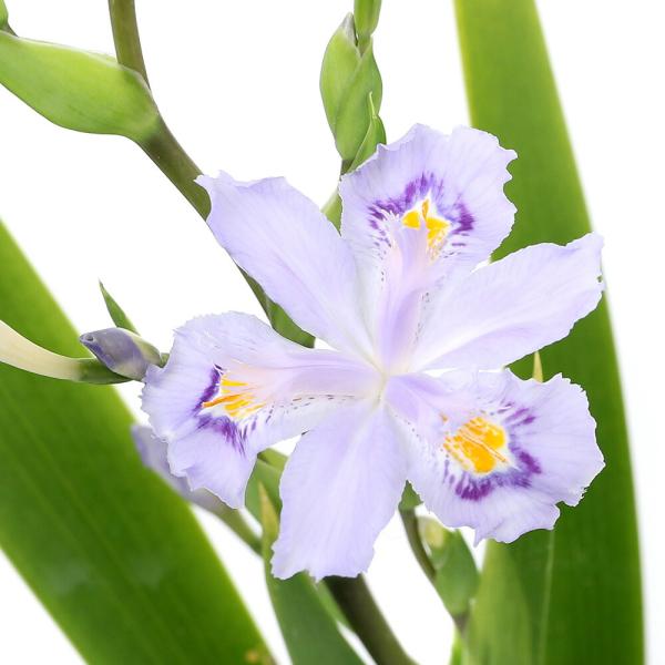 _gardening　ガーデニング　山野草　アヤメ　植物　植物生体　ガーデニング生体　Ｉｒｉｓ　ｊａｐｏｎｉｃａ　胡蝶花　育て方　育成方法　栽培方法　bnr_hrgmgr　opa2_delete　シャガ　射干　青花シャガ　青花射干　2021...