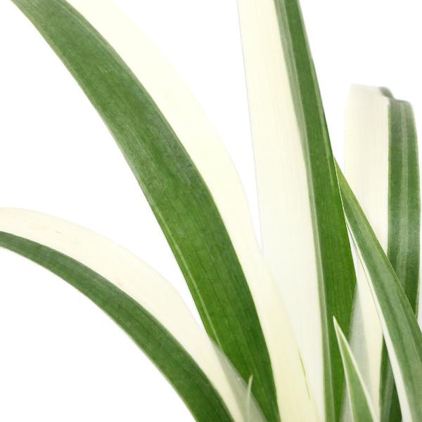 _gardening　ガーデニング　山野草　アヤメ　植物　植物生体　ガーデニング生体　Ｉｒｉｓ　ｊａｐｏｎｉｃａ　胡蝶花　育て方　育成方法　栽培方法　bnr_hrgmgr　opa2_delete　シャガ　射干　フイリシャガ　斑入射干　202...