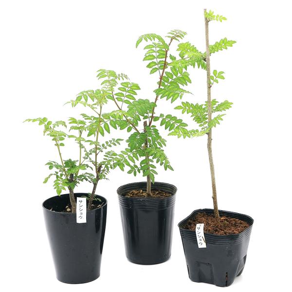 _gardening　ガーデニング　花　苗　植木シリーズ　薬味　香辛料　サンショウ　山椒　房椒　成椒　山菜　Ｚａｎｔｈｏｘｙｌｕｍ　ｐｉｐｅｒｉｔｕｍ　栽培　育成　育て方　育成方法　栽培方法　家庭菜園　苗木　ミカン科　サンショウ属　蝶　食草...