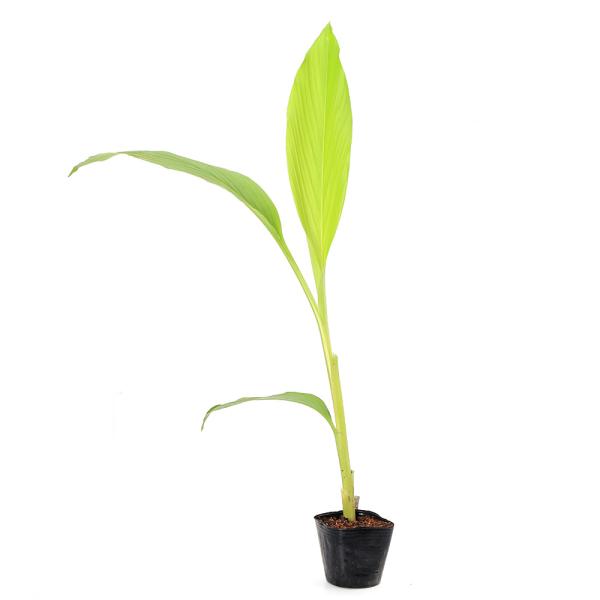 _gardening　ガーデニング　観葉植物　植物　植物生体　ガーデニング生体　育て方　育成方法　栽培方法　山菜　春ウコン　秋ウコン　紫ウコン　赤ウコン　姜黄　鬱金　欝金　宇金　玉金　黄ウコン　ワイルド・ターメリック　家庭菜園　野菜　ハーブ...