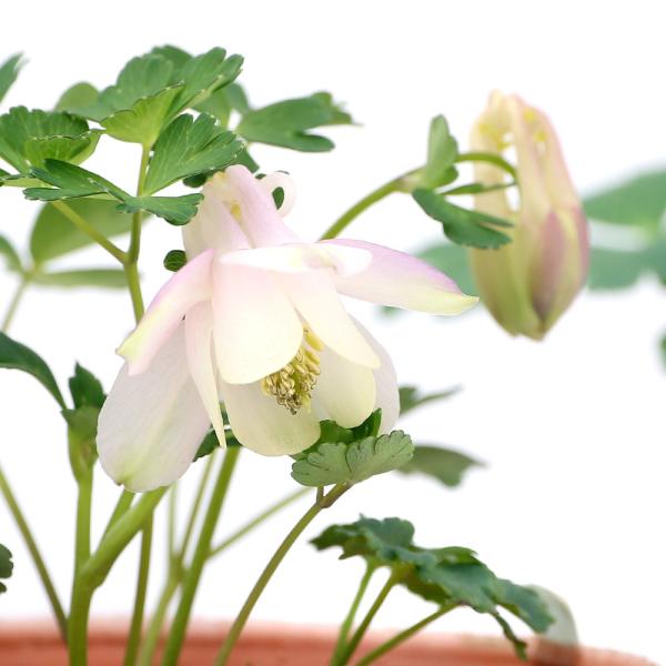 _gardening　ガーデニング　山野草　キンポウゲ　ミヤマオダマキ　Ａｑｕｉｌｅｇｉａ　ｆｌａｂｅｌｌａｔａ　ｖａｒ．　ｐｕｍｉｌａ　植物　植物生体　ガーデニング生体　育て方　育成方法　栽培方法　y22m04　2022zenki　202...
