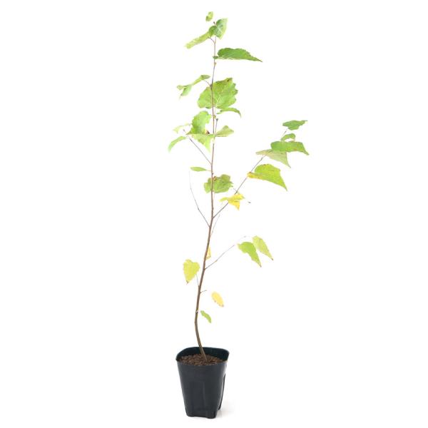 ガーデニング　育て方　育成方法　栽培方法　山野草　20180813　ＮＴ　シラカバ　白樺　Ｂｅｔｕｒａ　ｐｌａｔｙｐｈｙｌｌａ　ｖａｒ　Ｊａｐｏｎｉｃａ　カバノキ科　カバノキ属　シラカンバ　樺の木　ニホンシラカバ　日本シラカバ　日本白樺　庭...