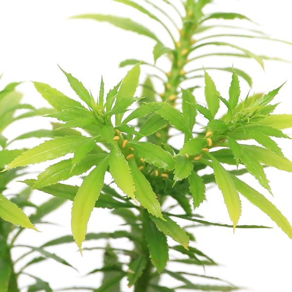 _gardening　_hachu　_kame　ガーデニング　山野草　観葉植物　ビバリウム　アクアテラリウム　パルダリウム　水草　着生シダ　Huperzia　serrata　植物　植物生体　ガーデニング生体　育て方　育成方法　栽培方法　トウ...